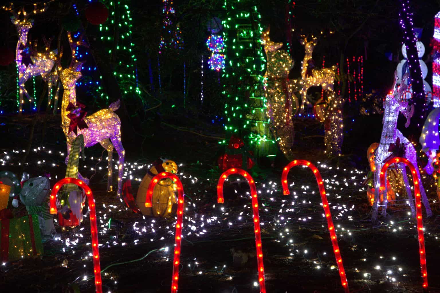 Lighting up Lynn Valley - LynnValleyLife